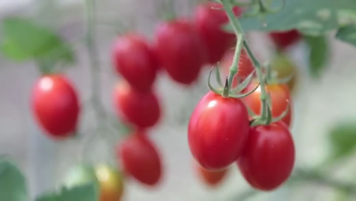 Yukio Kitazawa / chairman, Chino-shi agriculture & sightseeing ...