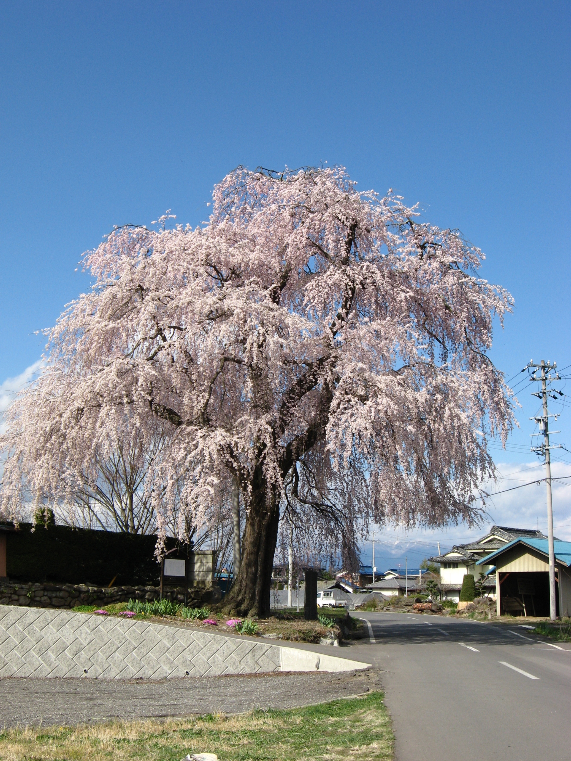 Sinko temple’s Shidare Sakura (weeping cherry blossom) | Venus line